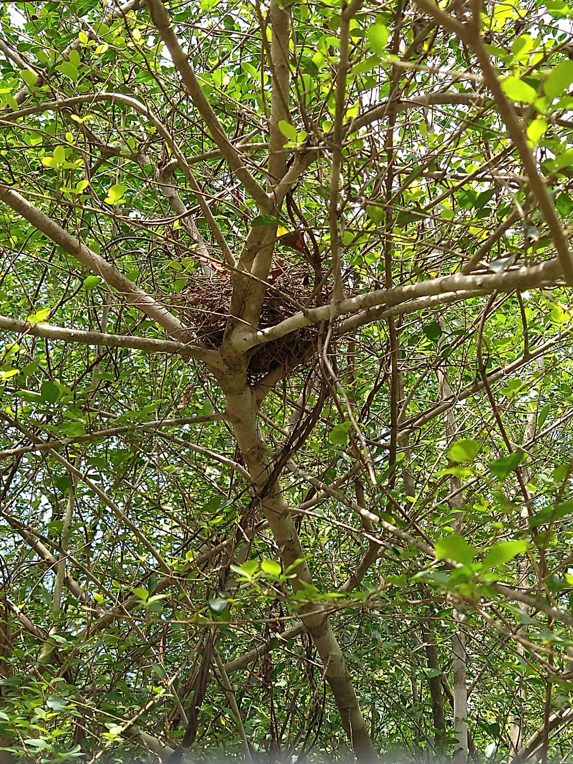 Nesting Double Spirals